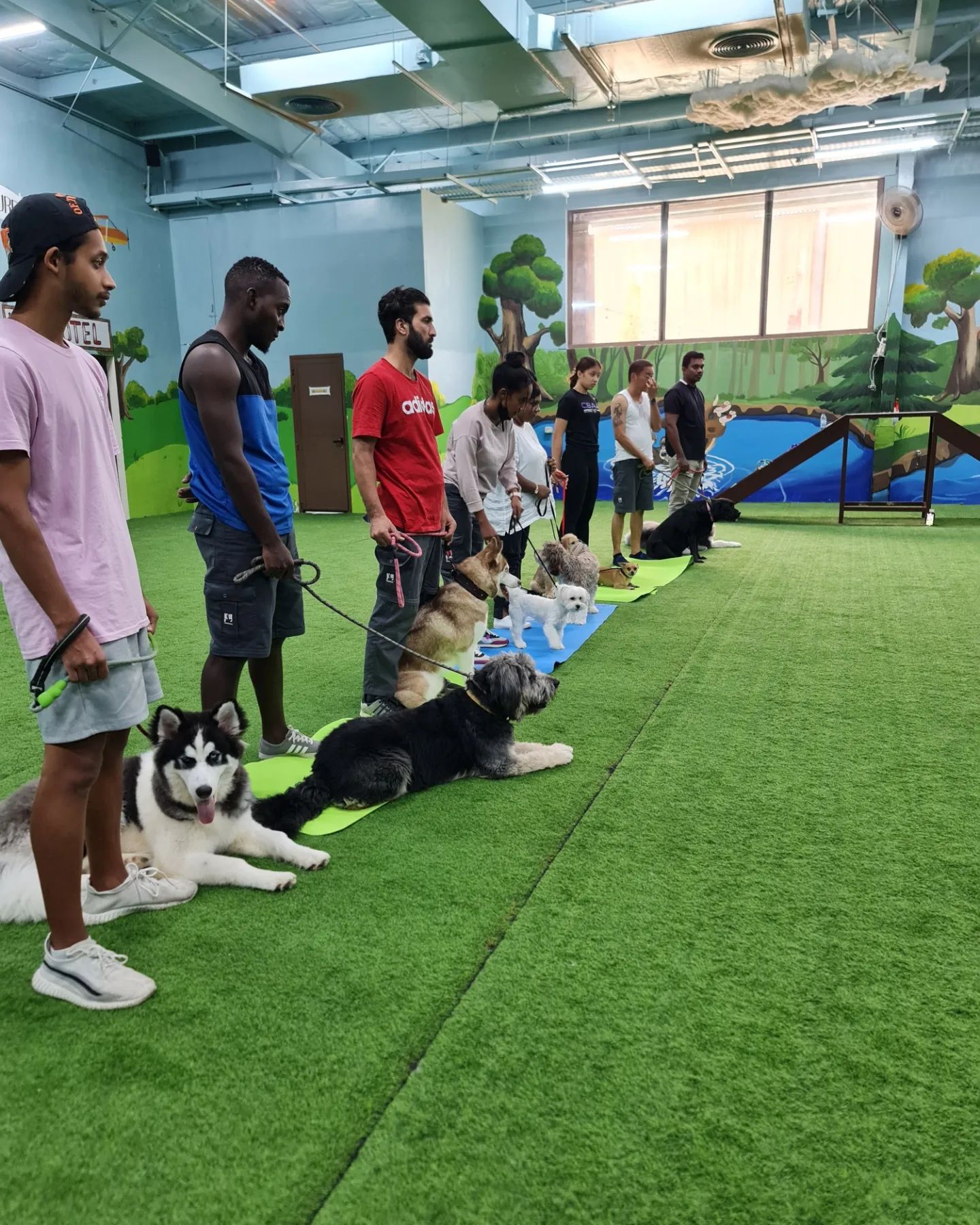 Dogventure HQ - PETWITHIT