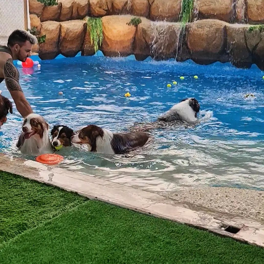 Dogventure HQ - PETWITHIT