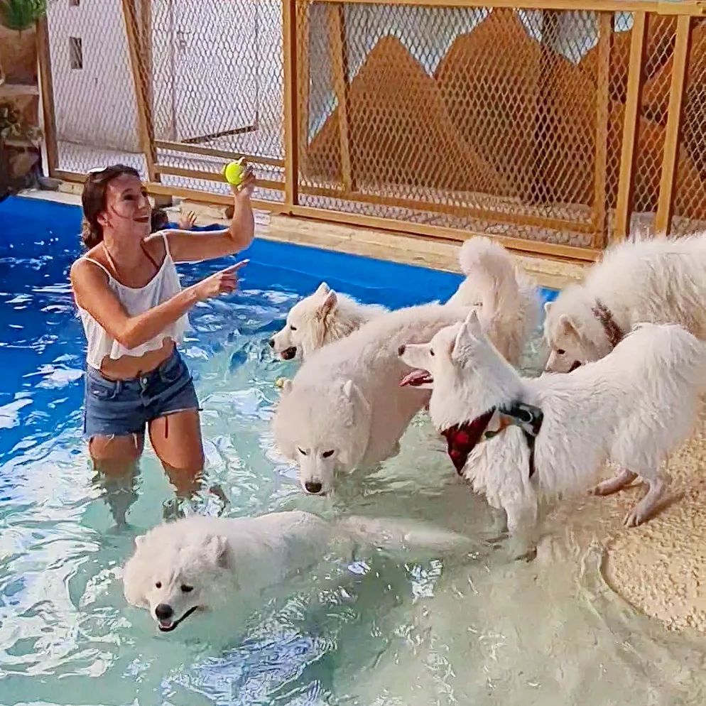 Dogventure HQ - PETWITHIT