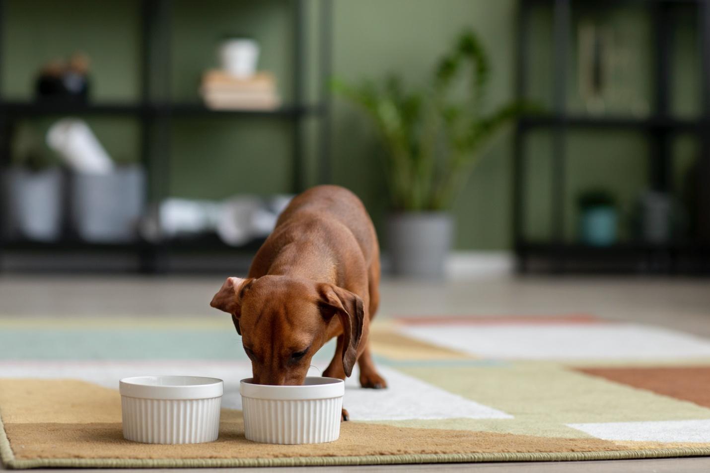 10 Delicious Home Made Dog Food Recipes - PETWITHIT