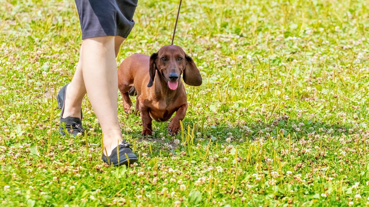 A Guide into Having A Dog in Dubai - PETWITHIT