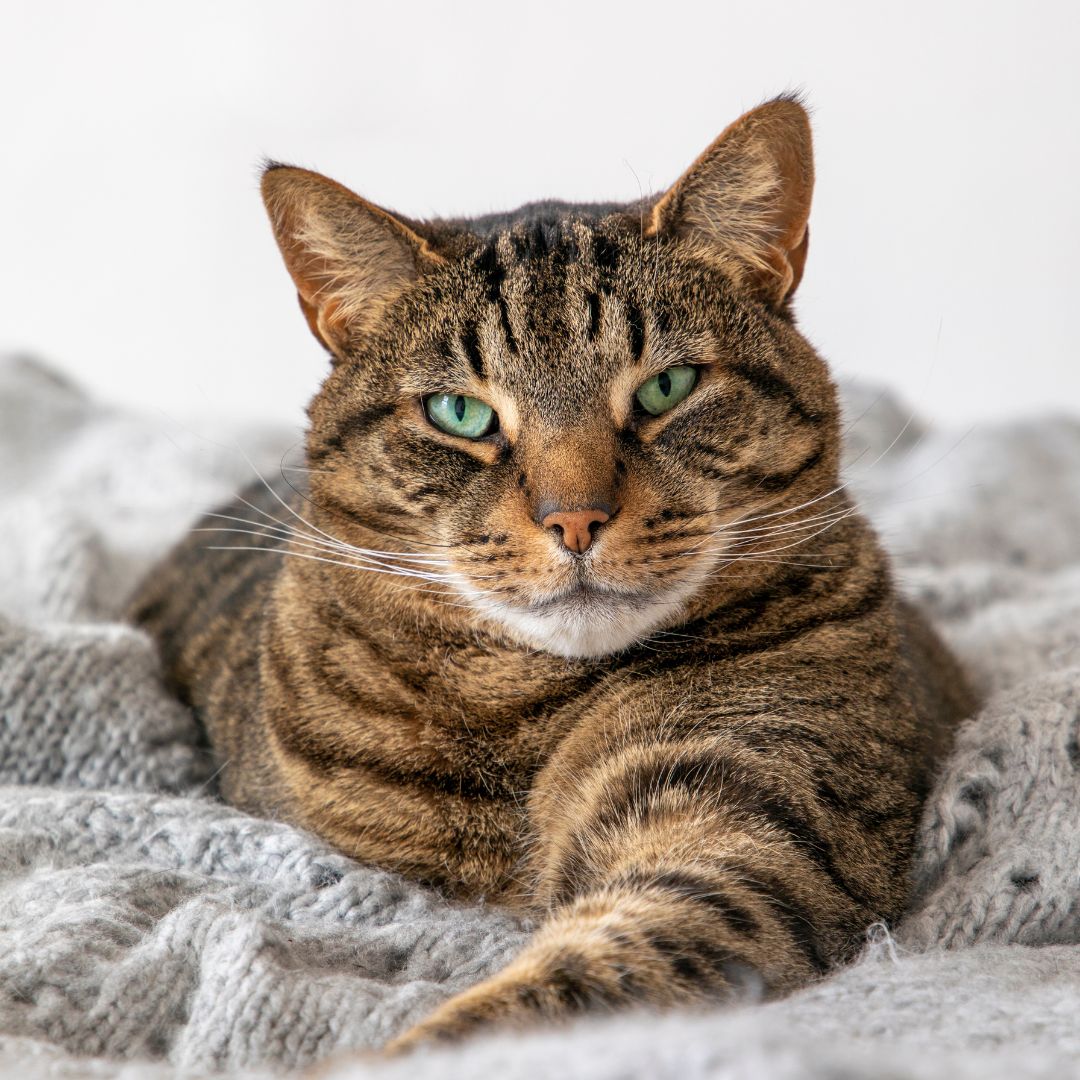 5 Best Cat Supplements for 2024 - PETWITHIT