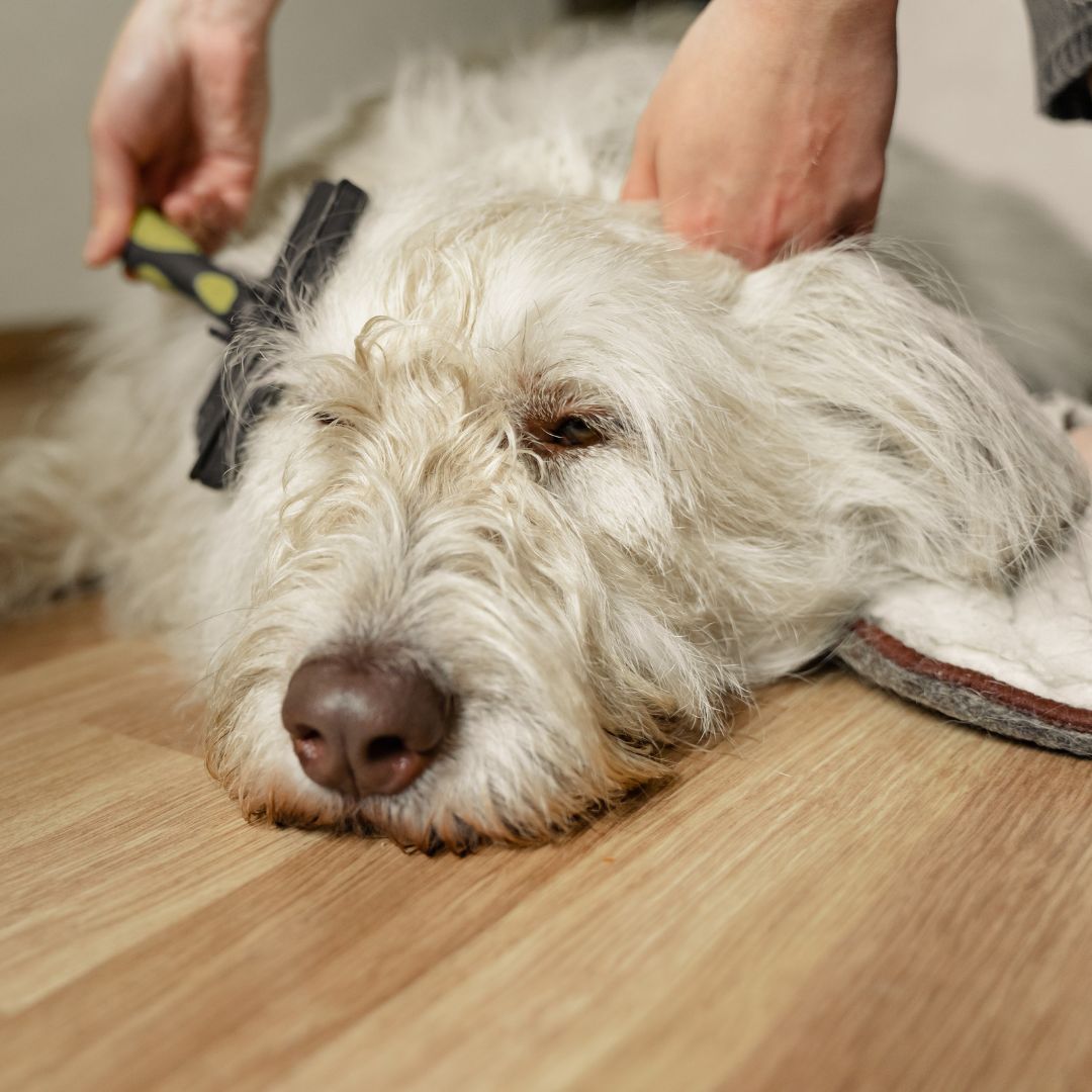 9 Best Dog Brush for Your Furry Friend - PETWITHIT