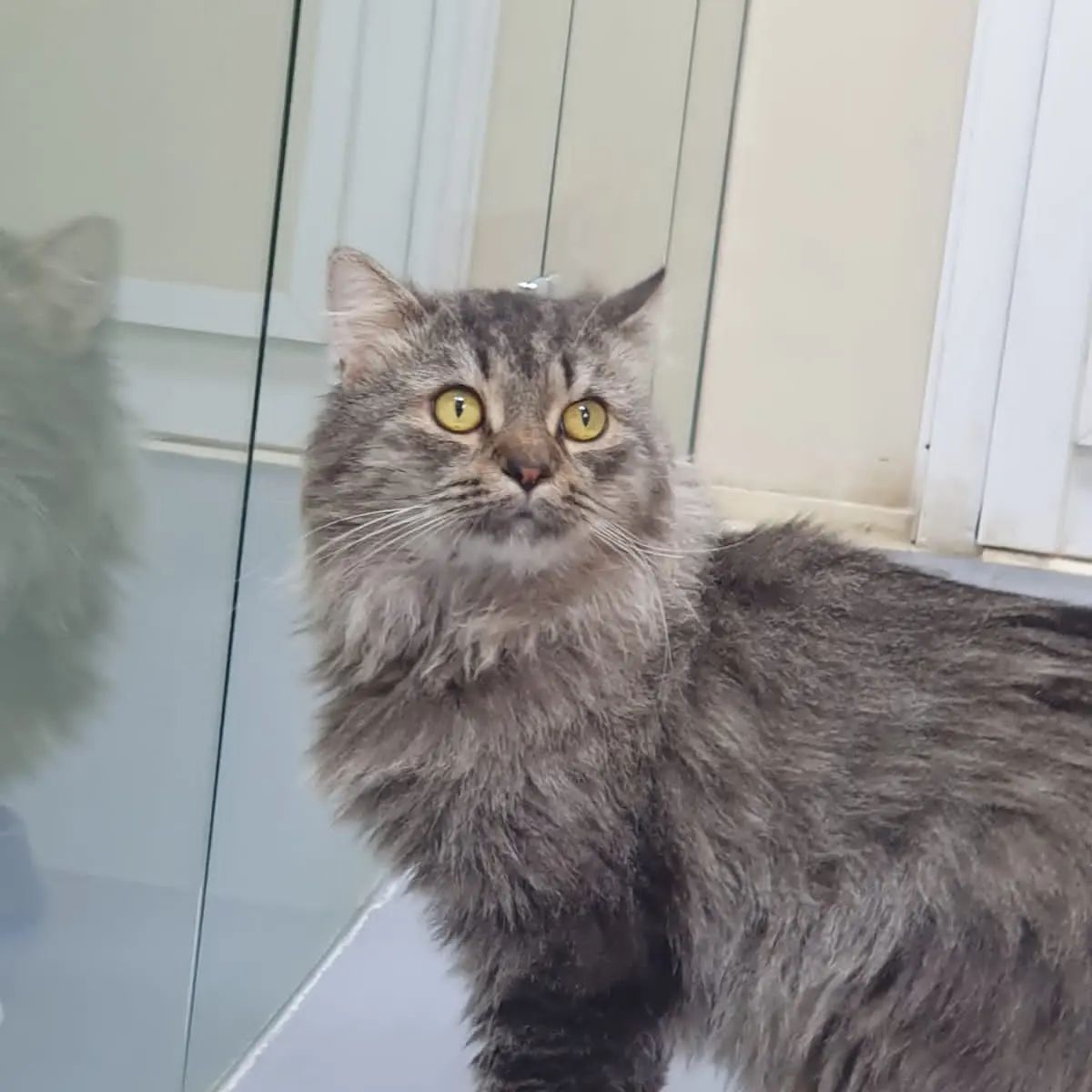 Cats for Adoption at Ras Animal Welfare Center - PETWITHIT
