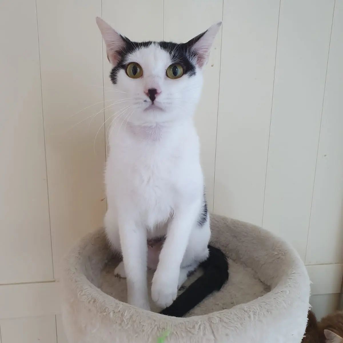 Overview of Cat Adoption in Dubai - PETWITHIT