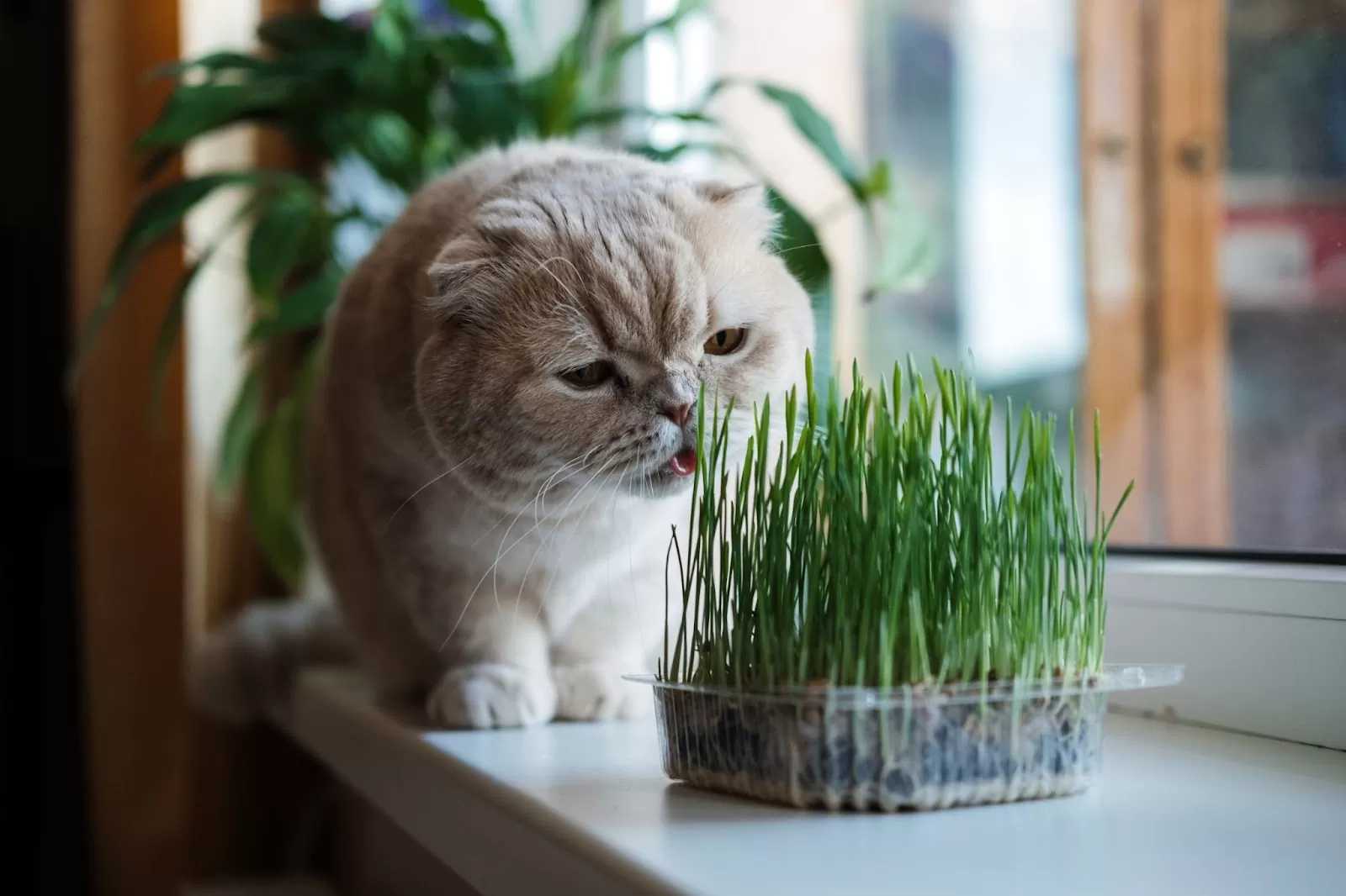 Understanding Catnip and Its Playful Influence on Cats - PETWITHIT