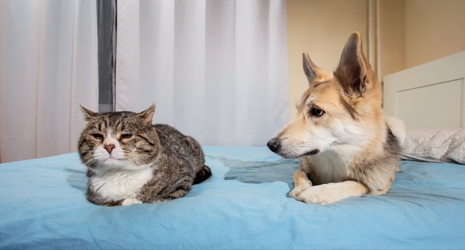 9 Dog Adoption & Pet friendly Events This Weekend - PETWITHIT