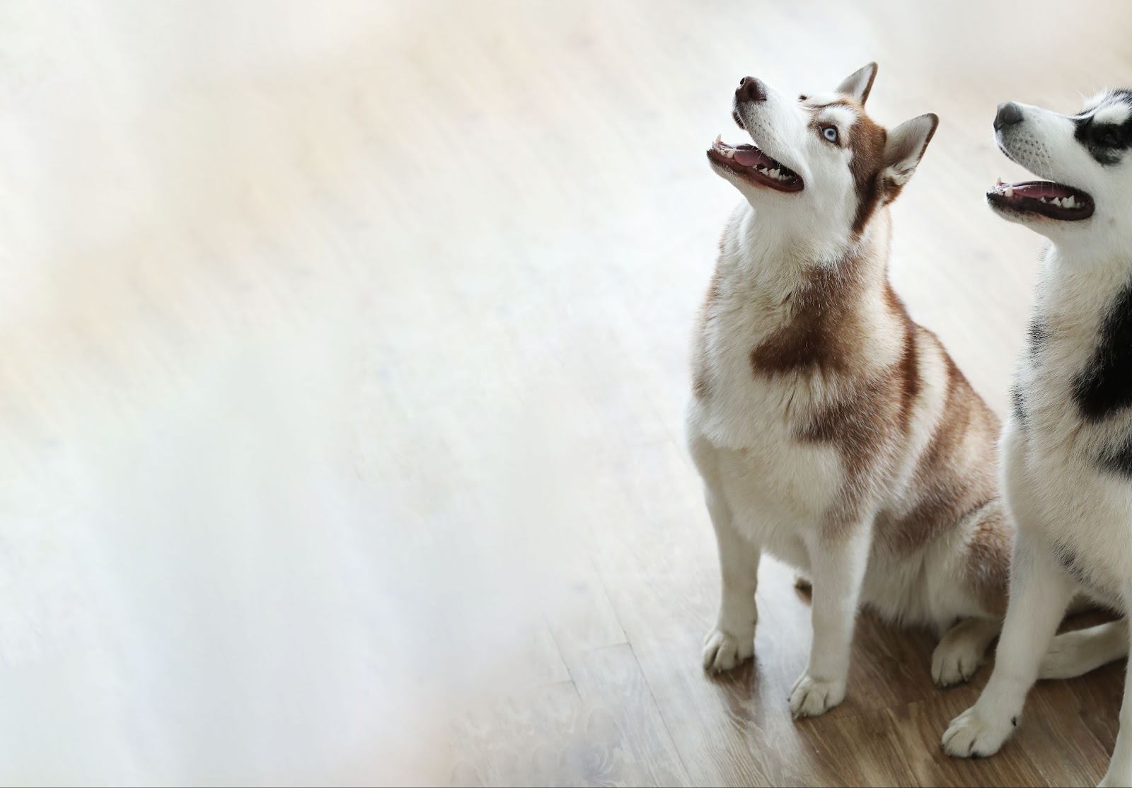 Group Training for Dogs: Socialize and Learn Together with Your Pup ...