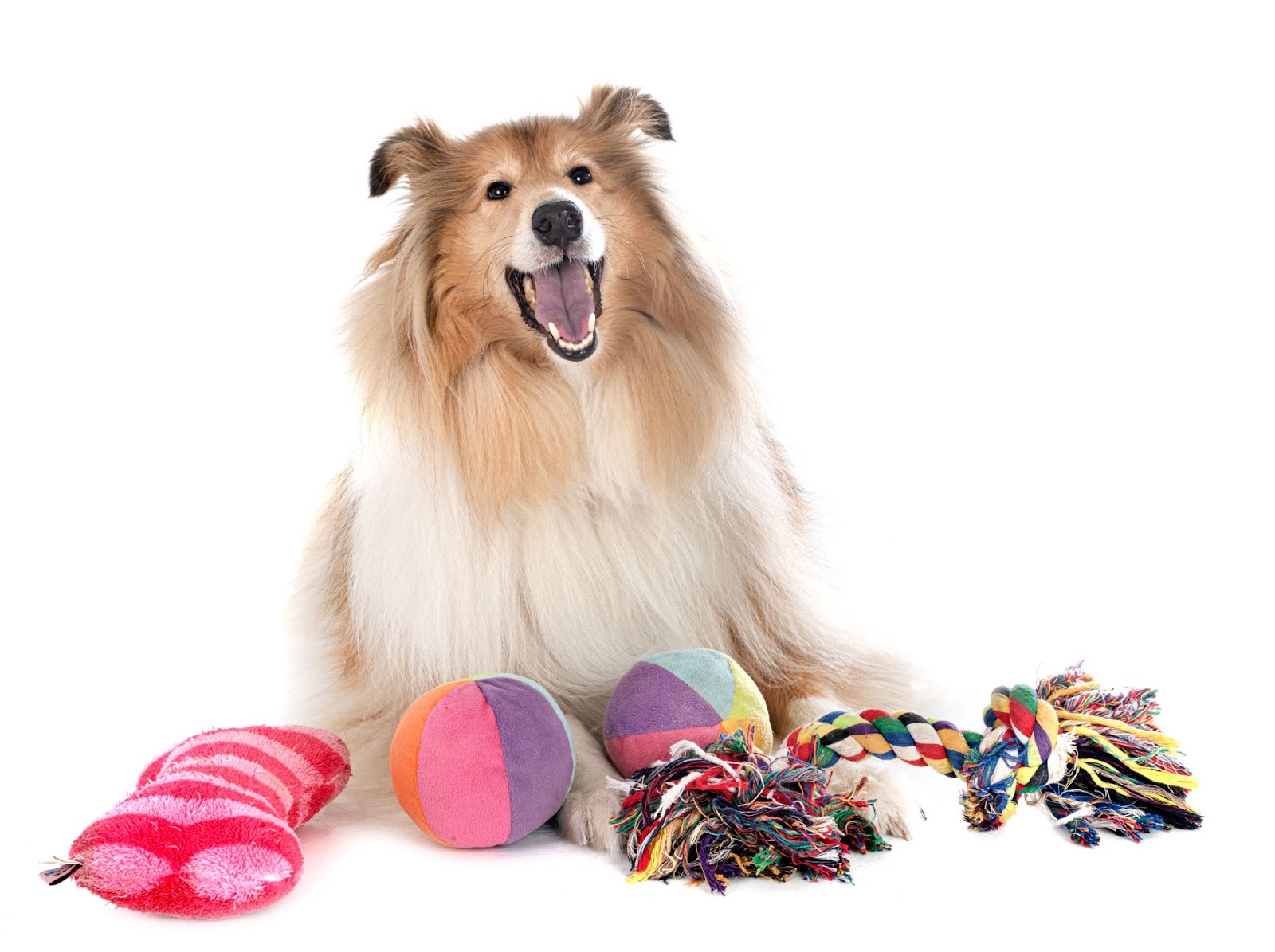 A guide to making Homemade Dog Toys - PETWITHIT