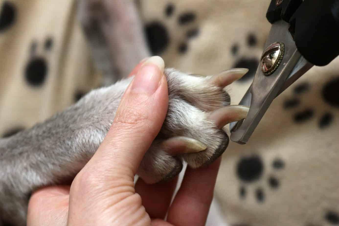 How To Trim Dog Nails Safely and Effectively - PETWITHIT