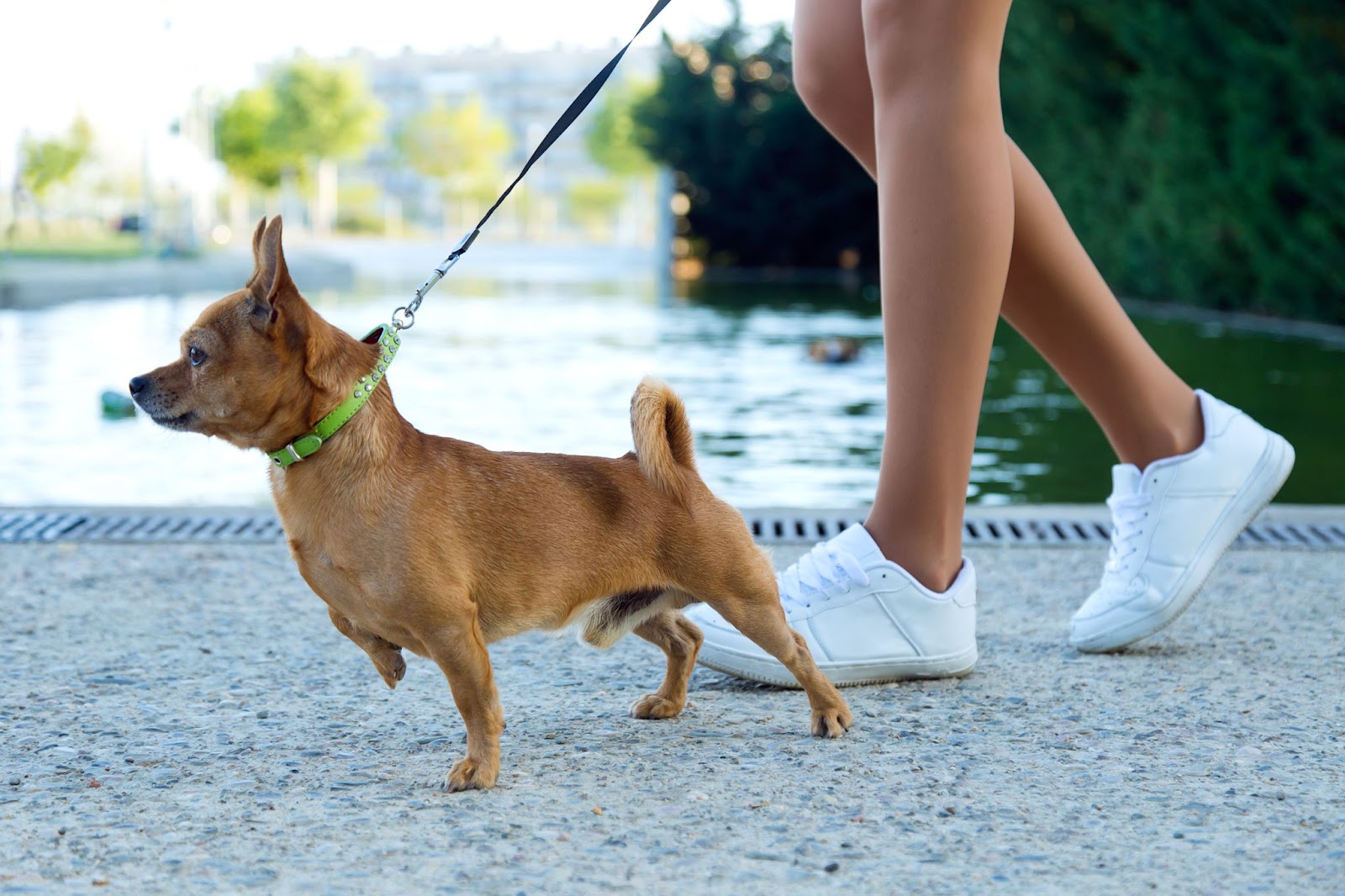 A Guide to Help your Leash Reactive Dog - PETWITHIT