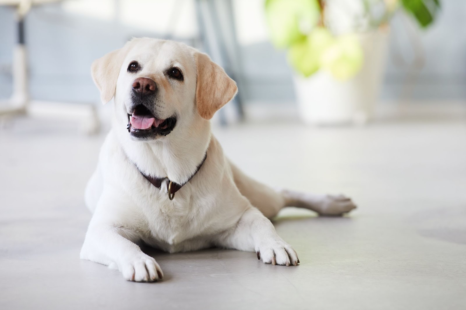 Get Ready for a Pawsome Weekend full of Pet Events - PETWITHIT