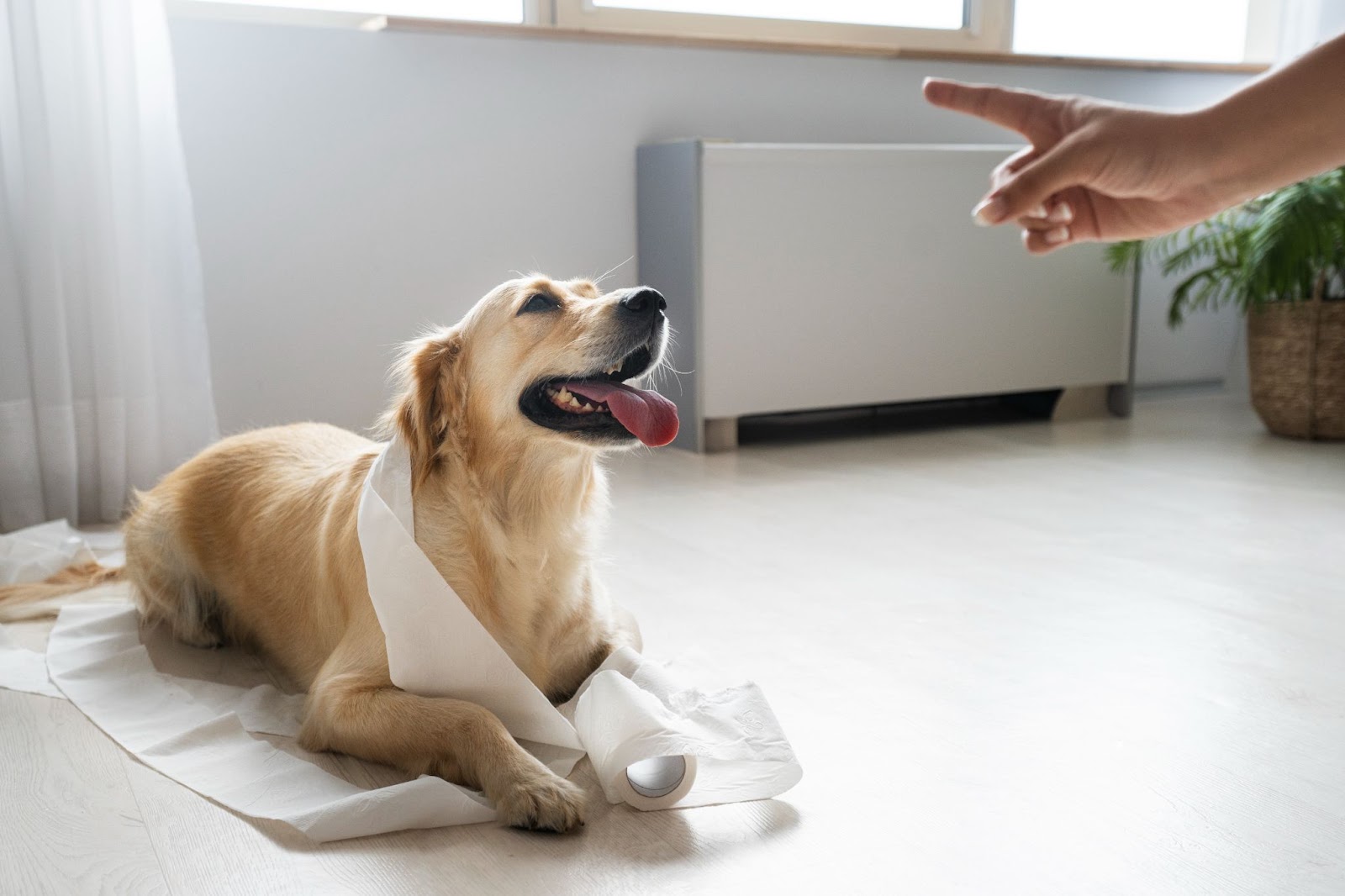 Training Your Dog on Leave It Command Step by Step - PETWITHIT