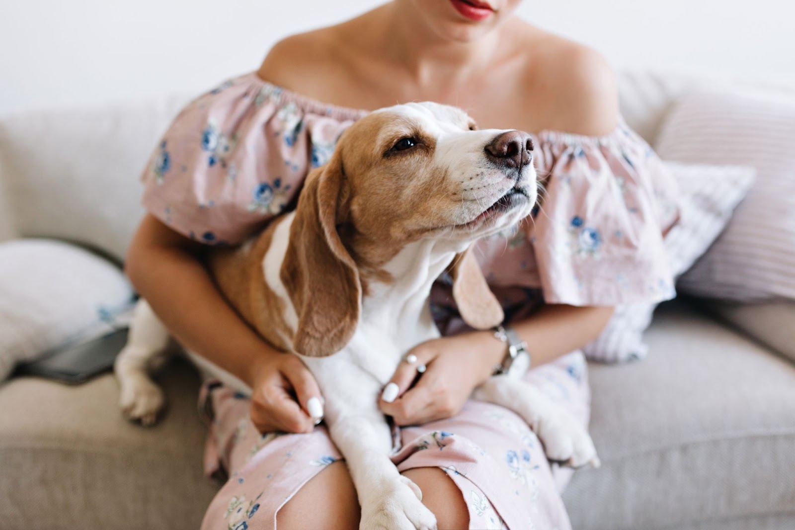 Unleash your Dog’s Super Power - PETWITHIT