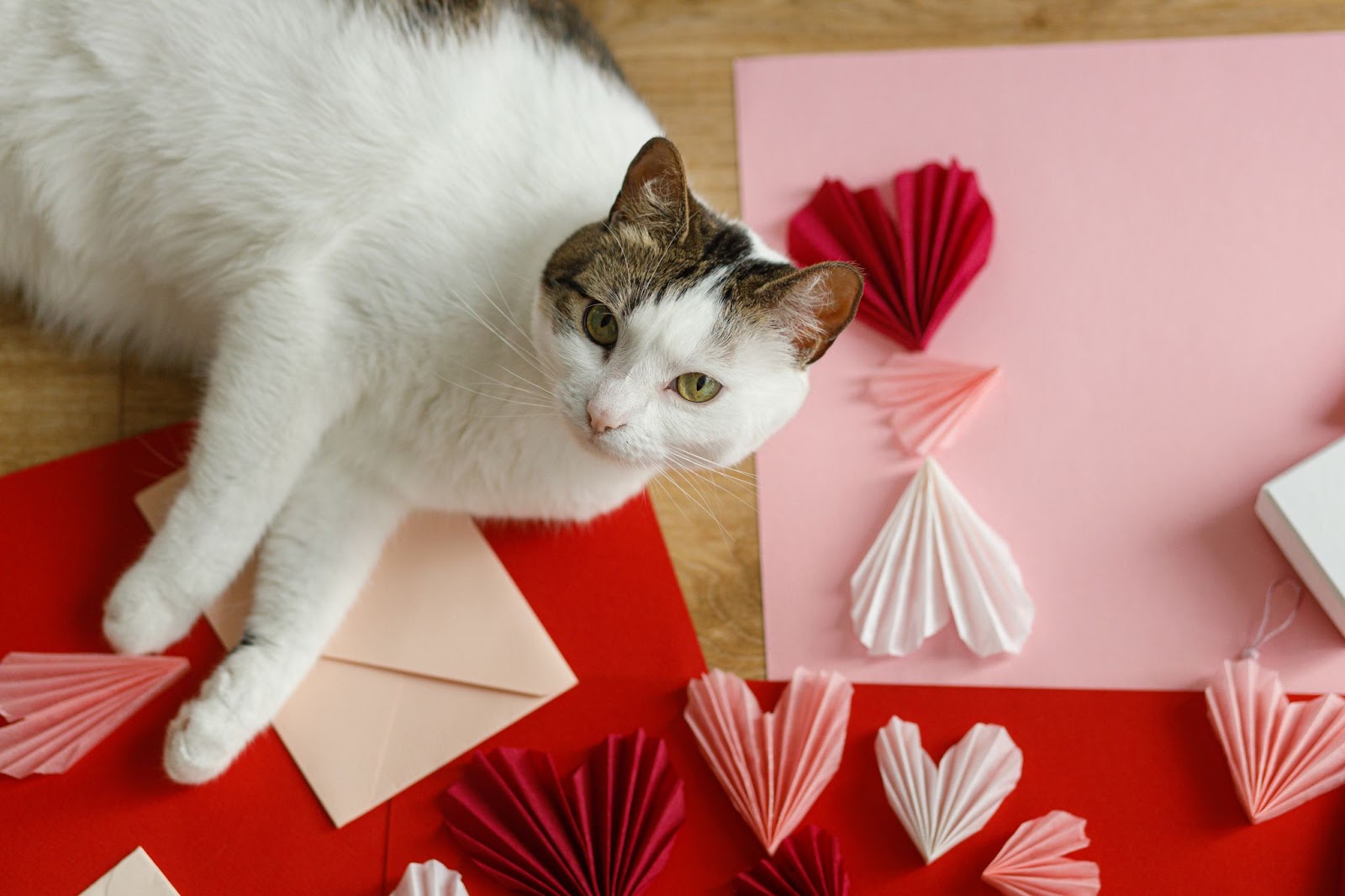 Valentine's Day With Your Pet: A Guide To Having The Most Fur-Filled ...