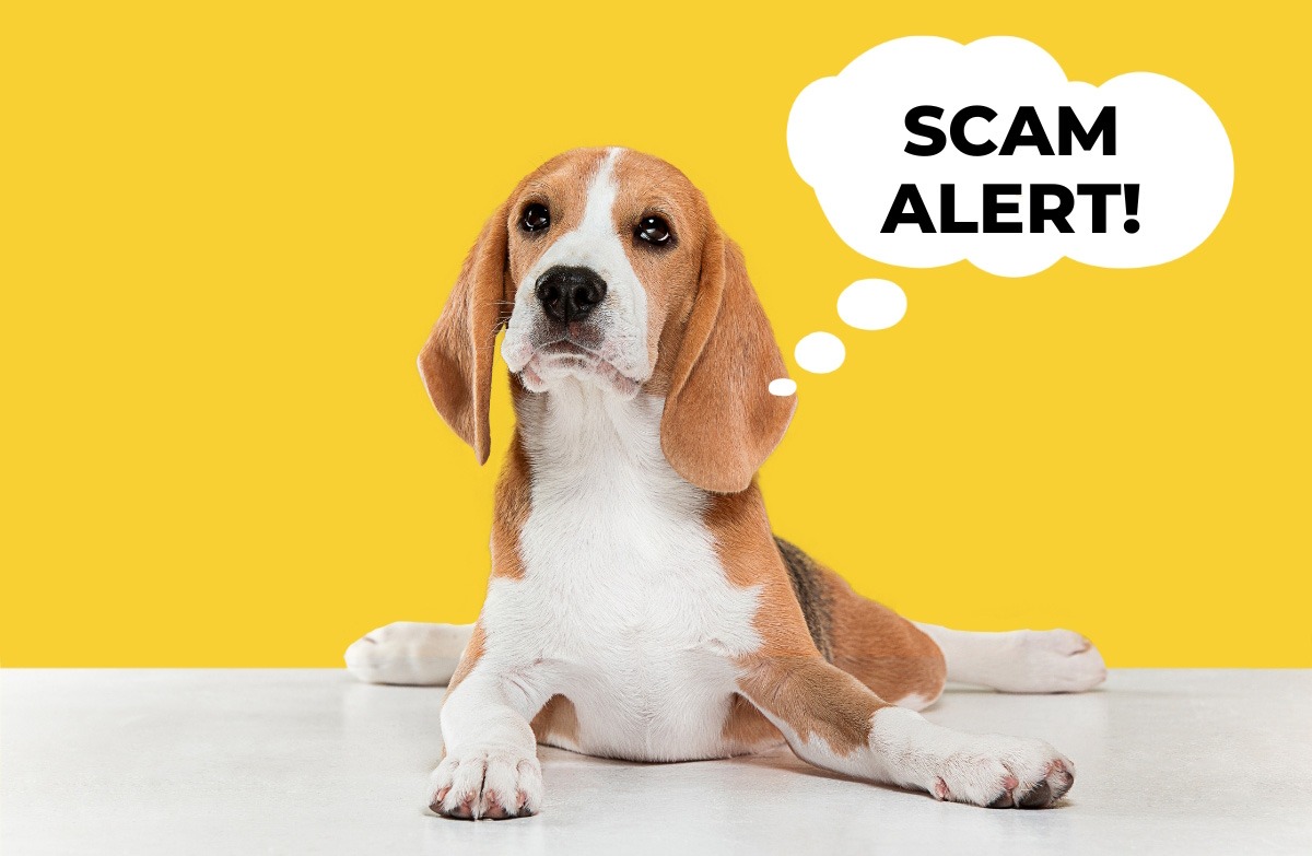 Beware of Scammers Selling Dogs Online in Dubai - PETWITHIT Beware of Scammers Selling Dogs Online in Dubai - PETWITHIT
