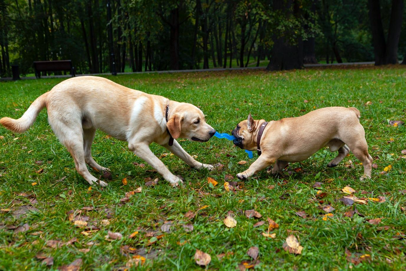 Why It's Important To Socialize Your Dog - PETWITHIT