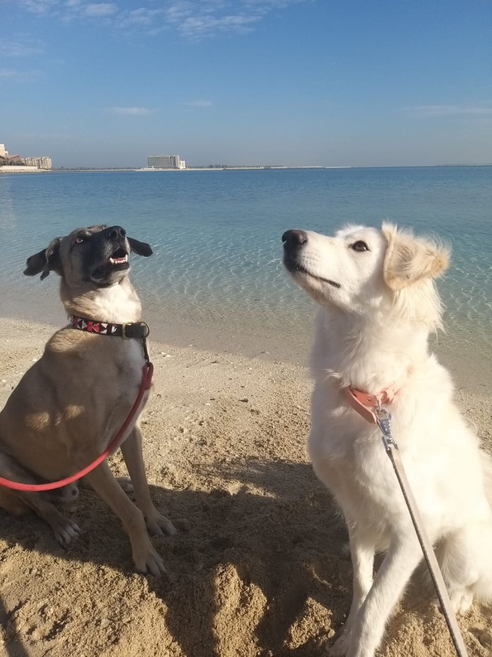 Understanding the Rules and Regulations for dog Ownership in Dubai ...