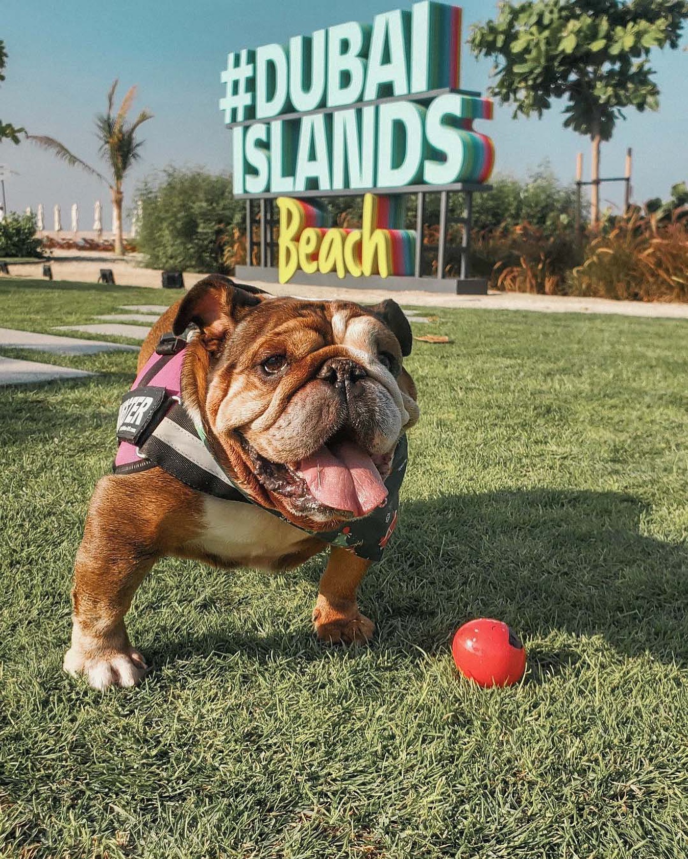 Dubai Islands Dog Park - PETWITHIT