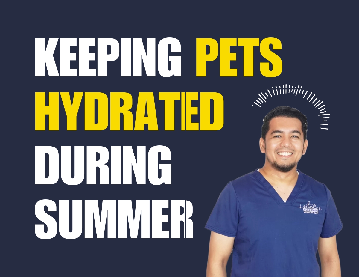 A Vet Shares the Importance of Keeping Pets Hydrated During the Summer ...